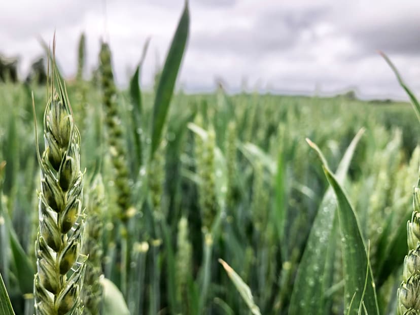 Maheväetised - Baltic Agro